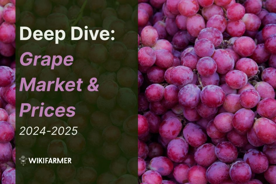 Deep Dive: The Global Grape Market | Wikifarmer